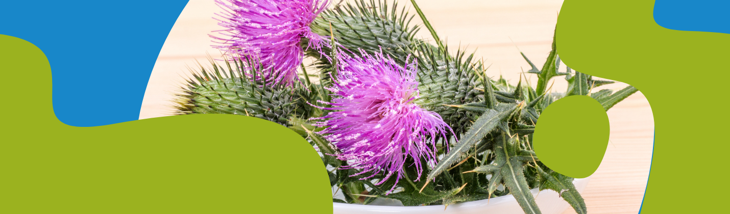 Milk Thistle: Health Properties and How to Use It | Medpak